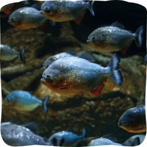 Meet the Animals - Cebu Ocean Park