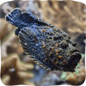 Meet the Animals - Cebu Ocean Park