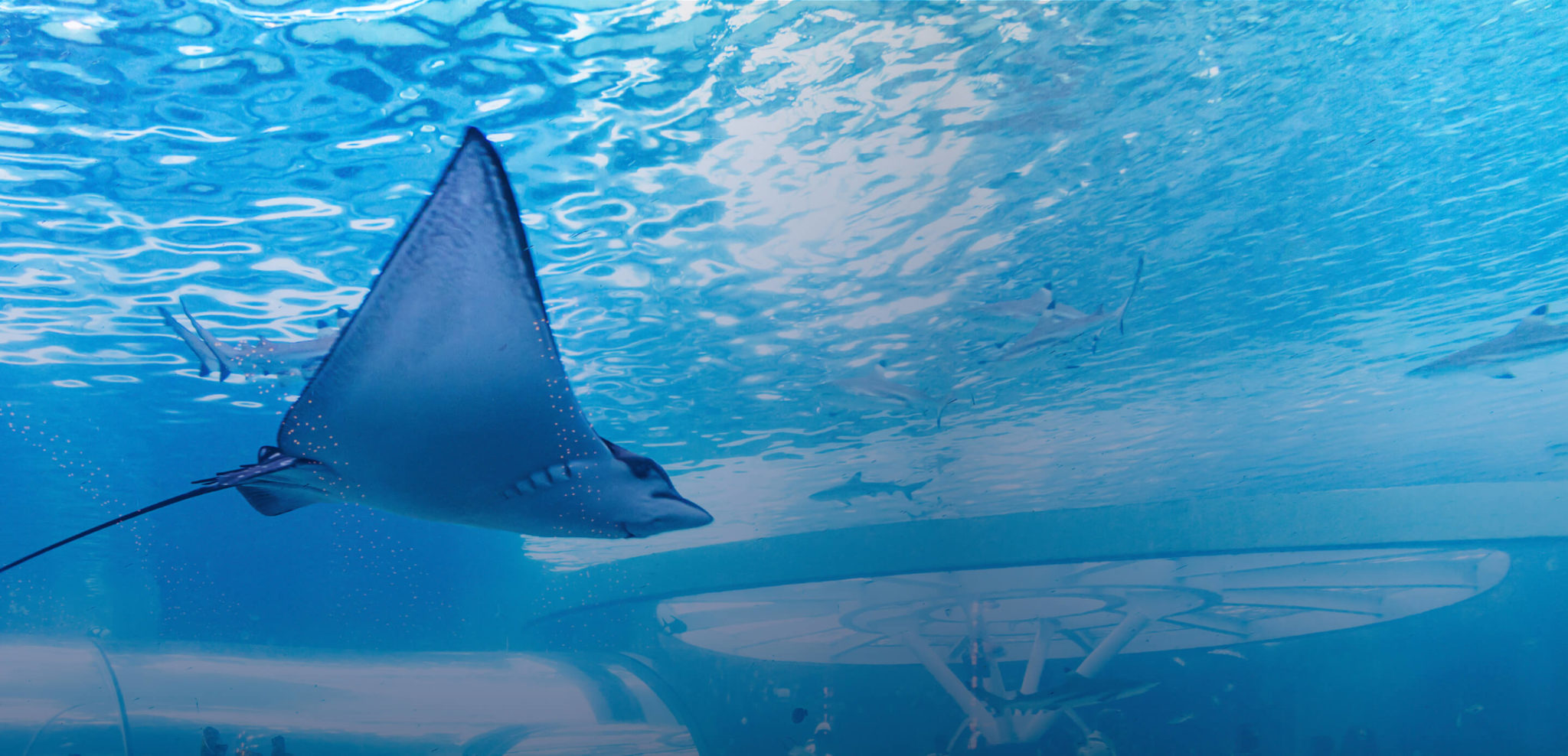 Lories Feeding - Cebu Ocean Park